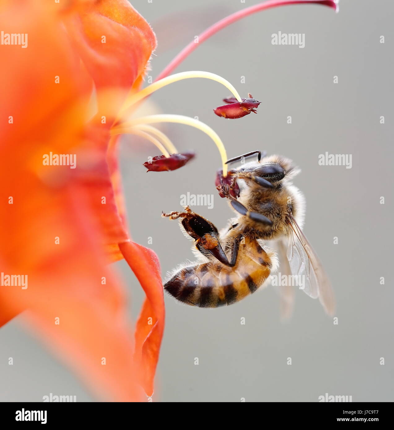 Isolated Western honey bee, Apis mellifera,hanging from a Orange Cape ...