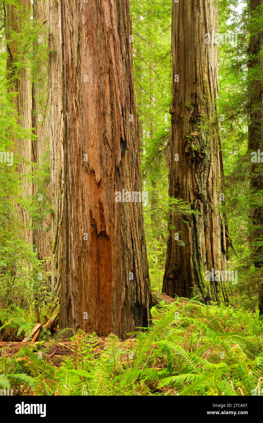 Coast redwood (Sequoia sempervirens) forest along Stout Grove Trail ...