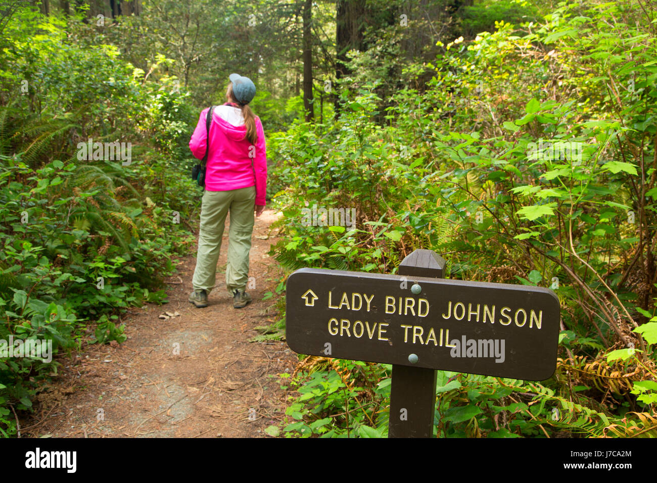 Lady Bird Johnson Grove Trail, Redwood National Park, California Stock ...