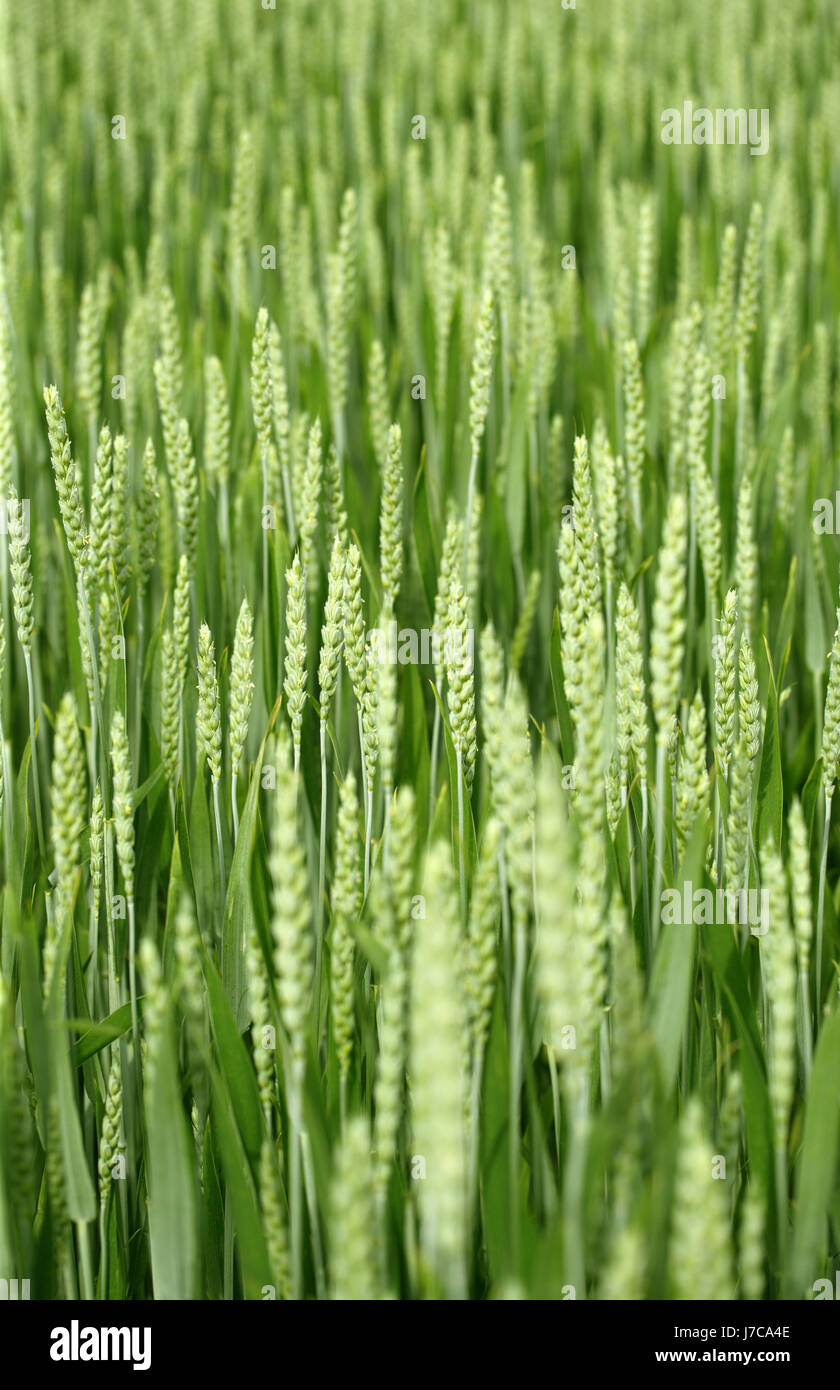food aliment field grain wheat meadow lawn green nature cereal plant ...