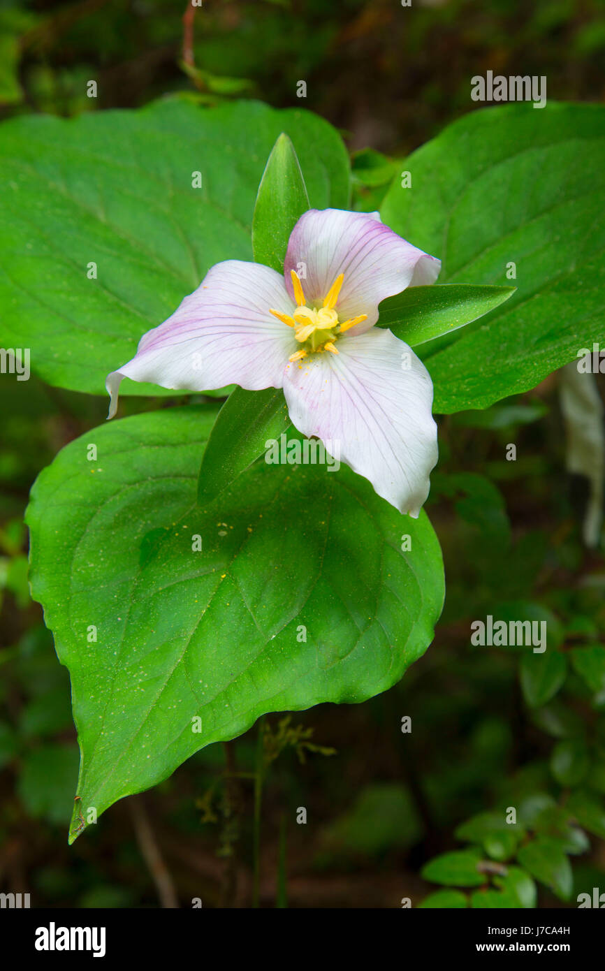 Western trillium along Lady Bird Johnson Grove Trail, Redwood National ...