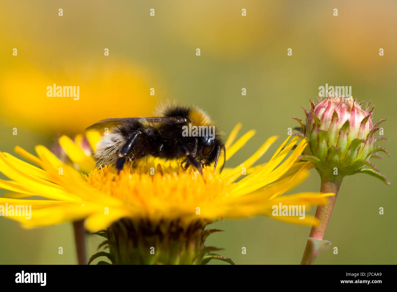 bumblebee - bombus terrestris Stock Photo - Alamy