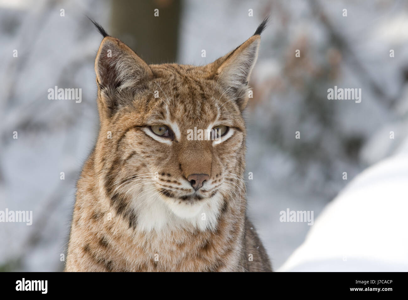 Quotlynx lynxquot hi-res stock photography and images - Alamy