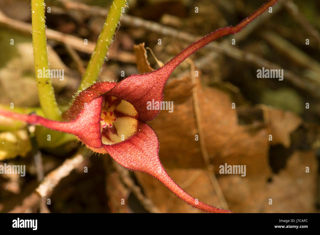 Wild ginger bloom along South Kelsey National Recreation Trail, Smith ...