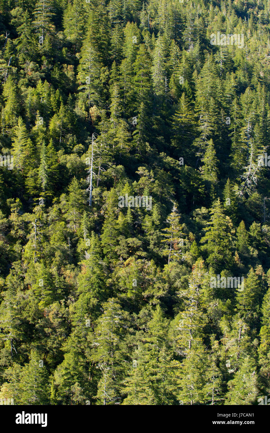 Forest slope, Smith River National Recreation Area, Smith Wild and ...