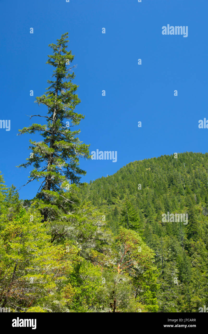Forest slope, Smith River National Recreation Area, Smith Wild and ...