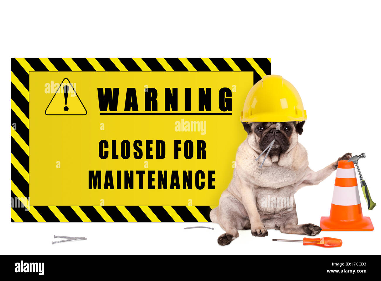 pug dog with yellow constructor safety helmet and warning sign with text closed for maintenance ...