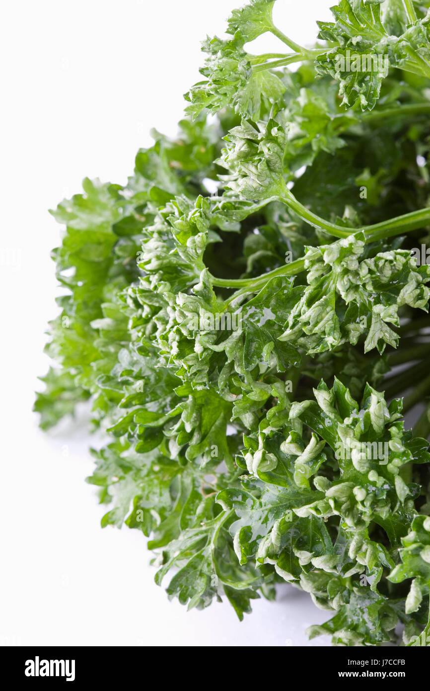 leaf spice boil cooks boiling cooking league parsley plant detail spice ...
