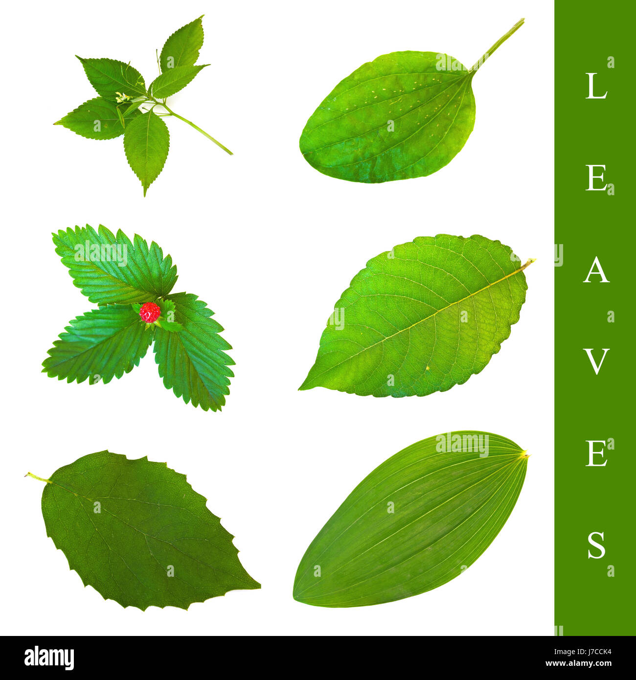 leaf leaves foliage arrangement leaf botany shape collage growth ...
