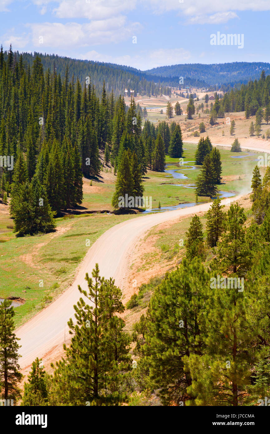 pines landscape scenery countryside nature winding road street forest ...