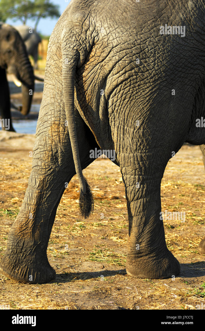 Elephant leg rear hi-res stock photography and images - Alamy