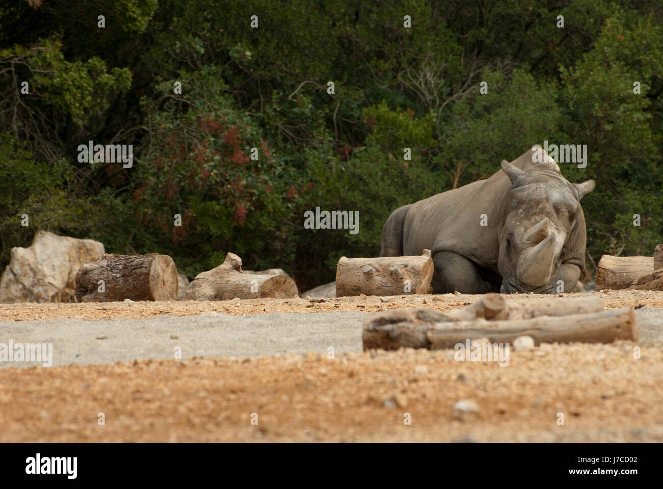 animal mammal rhinoceros nature rhino big large enormous extreme ...