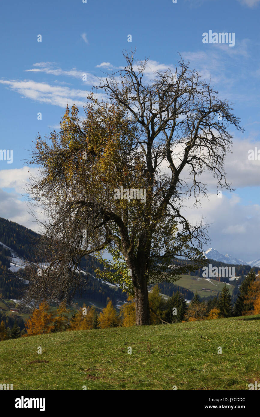tree fall autumn tree mountains deciduous tree alps alp alp meadow fall ...