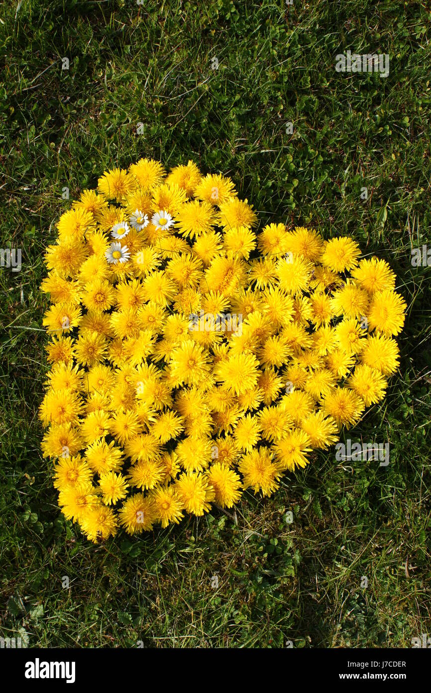 dandelion heart with daisies Stock Photo - Alamy