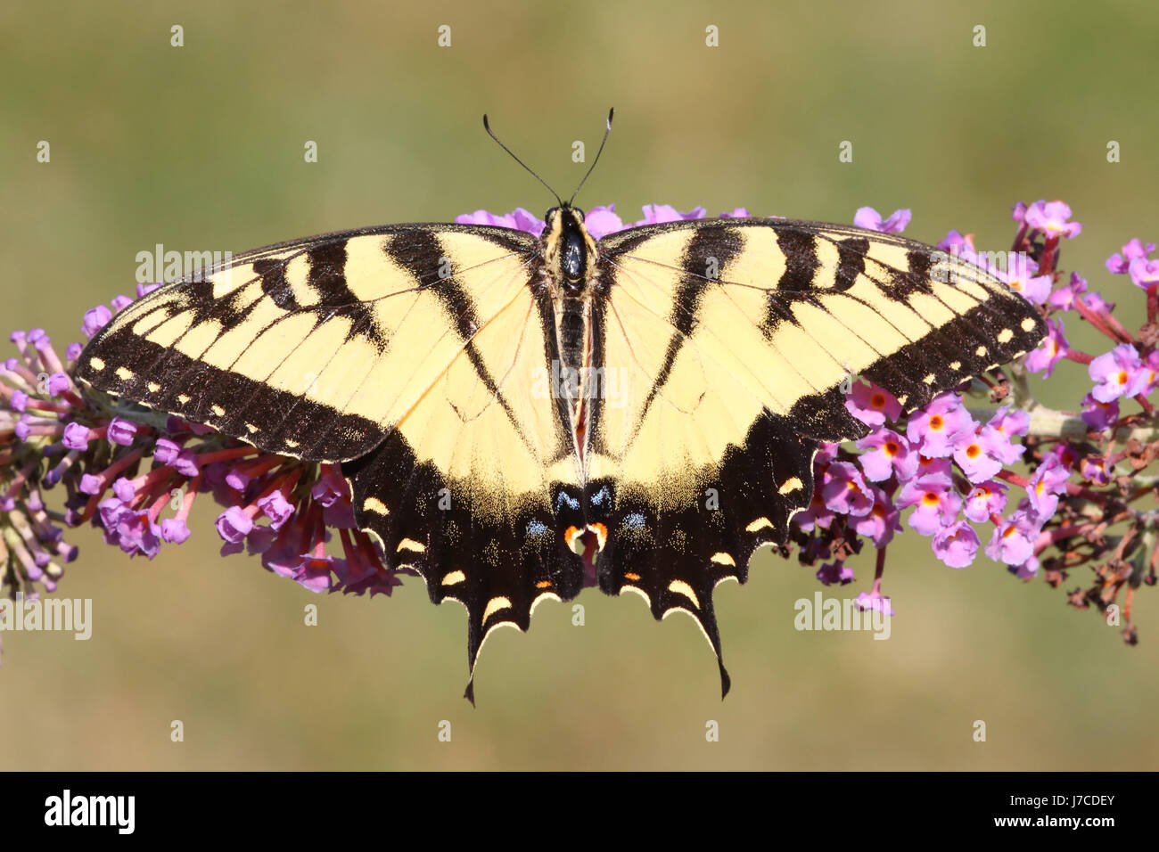 insects butterfly cat big cat feline predator tiger butterflies ...