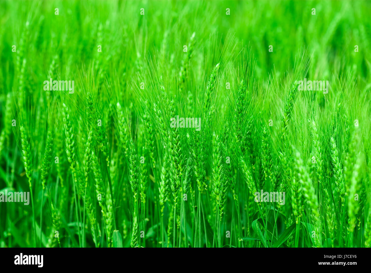 agriculture farming grain wheat cereal lawn green blue food aliment ...