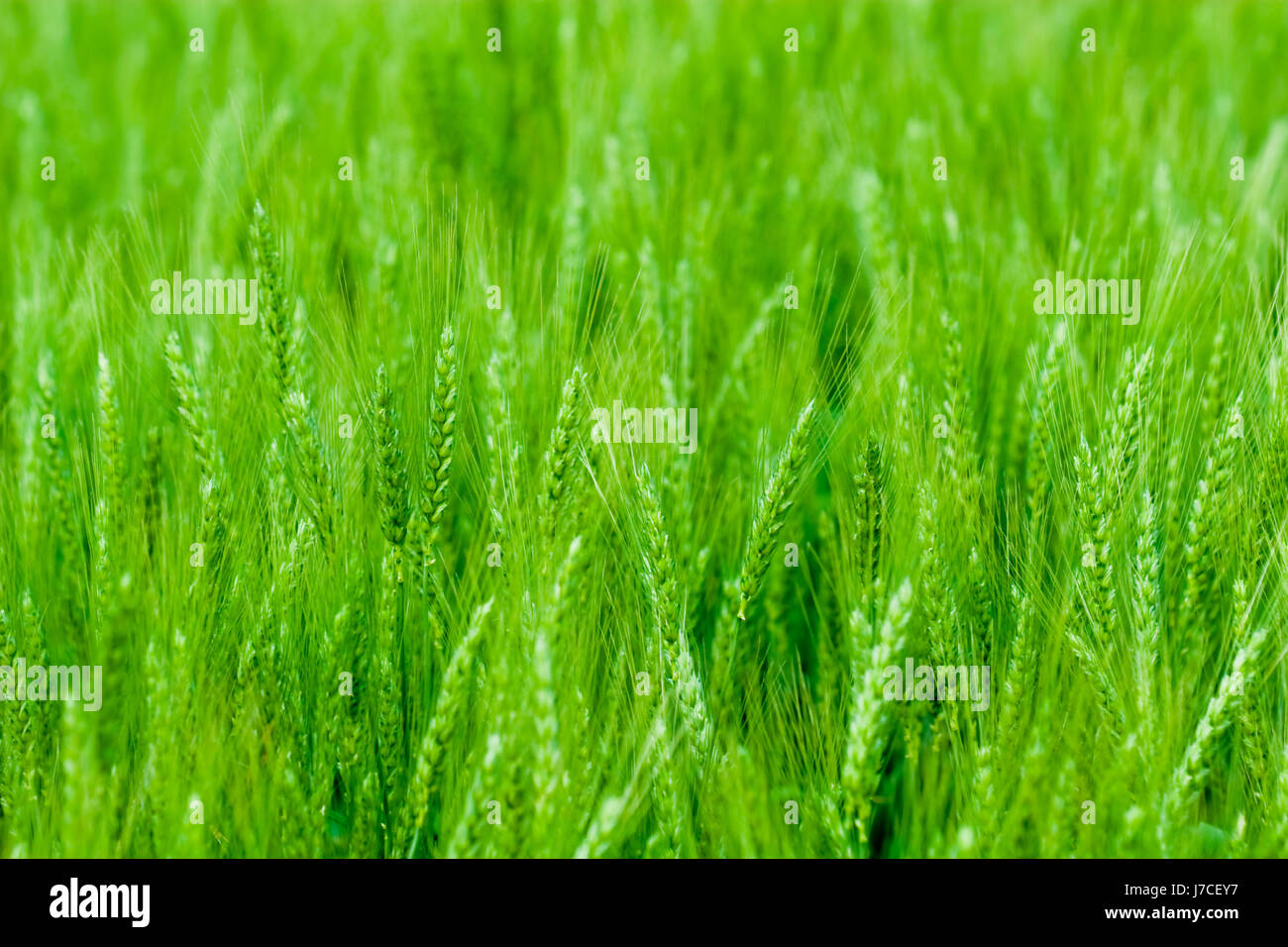 agriculture farming grain wheat cereal lawn green blue food aliment ...