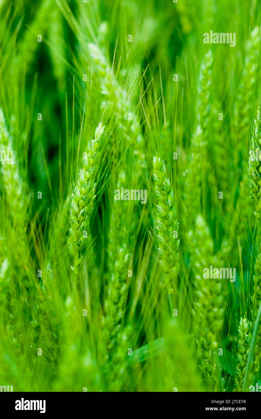 agriculture farming grain wheat cereal lawn green blue food aliment ...