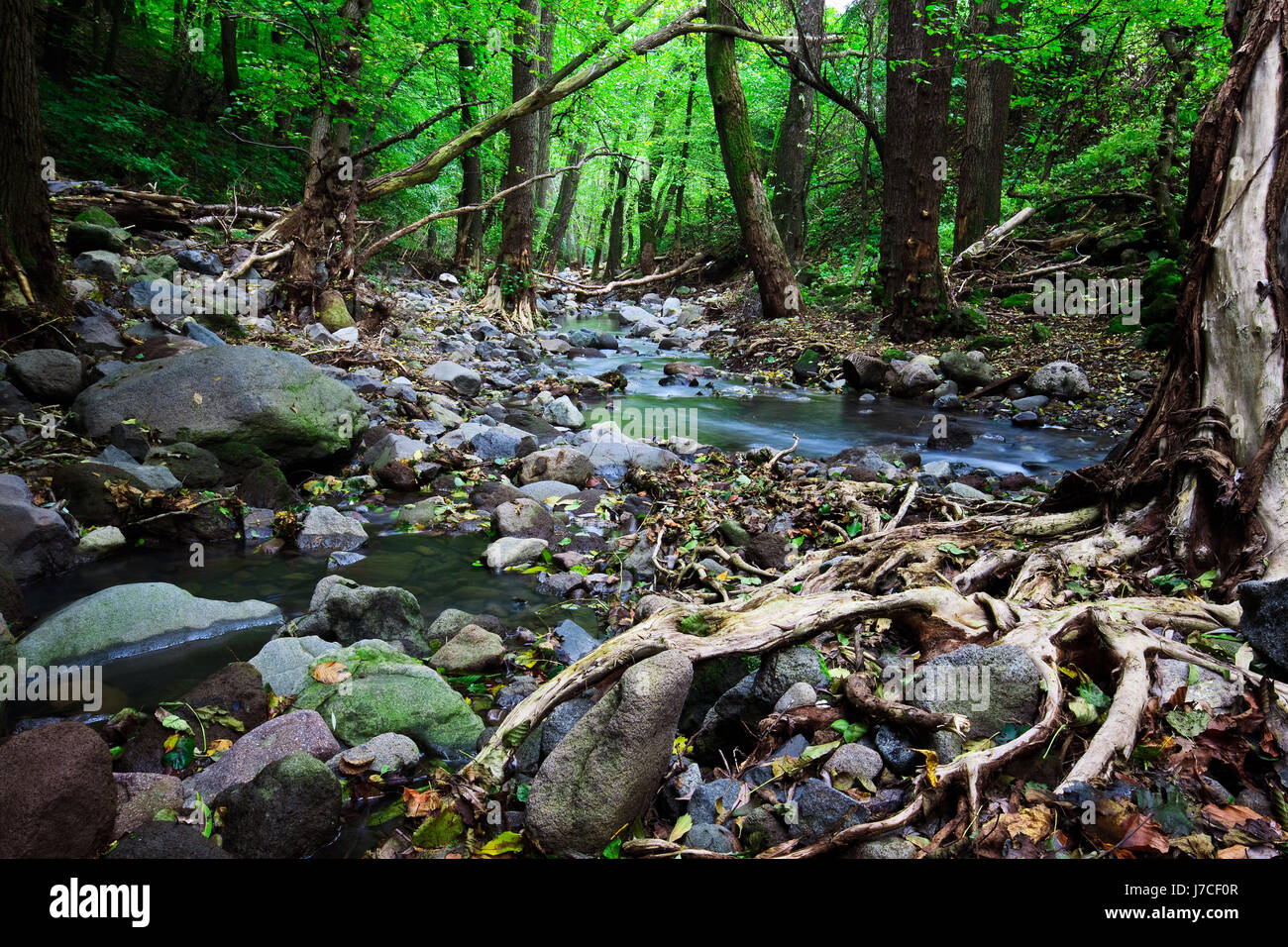 tree stone stream rock cascade forest water nature motion postponement ...