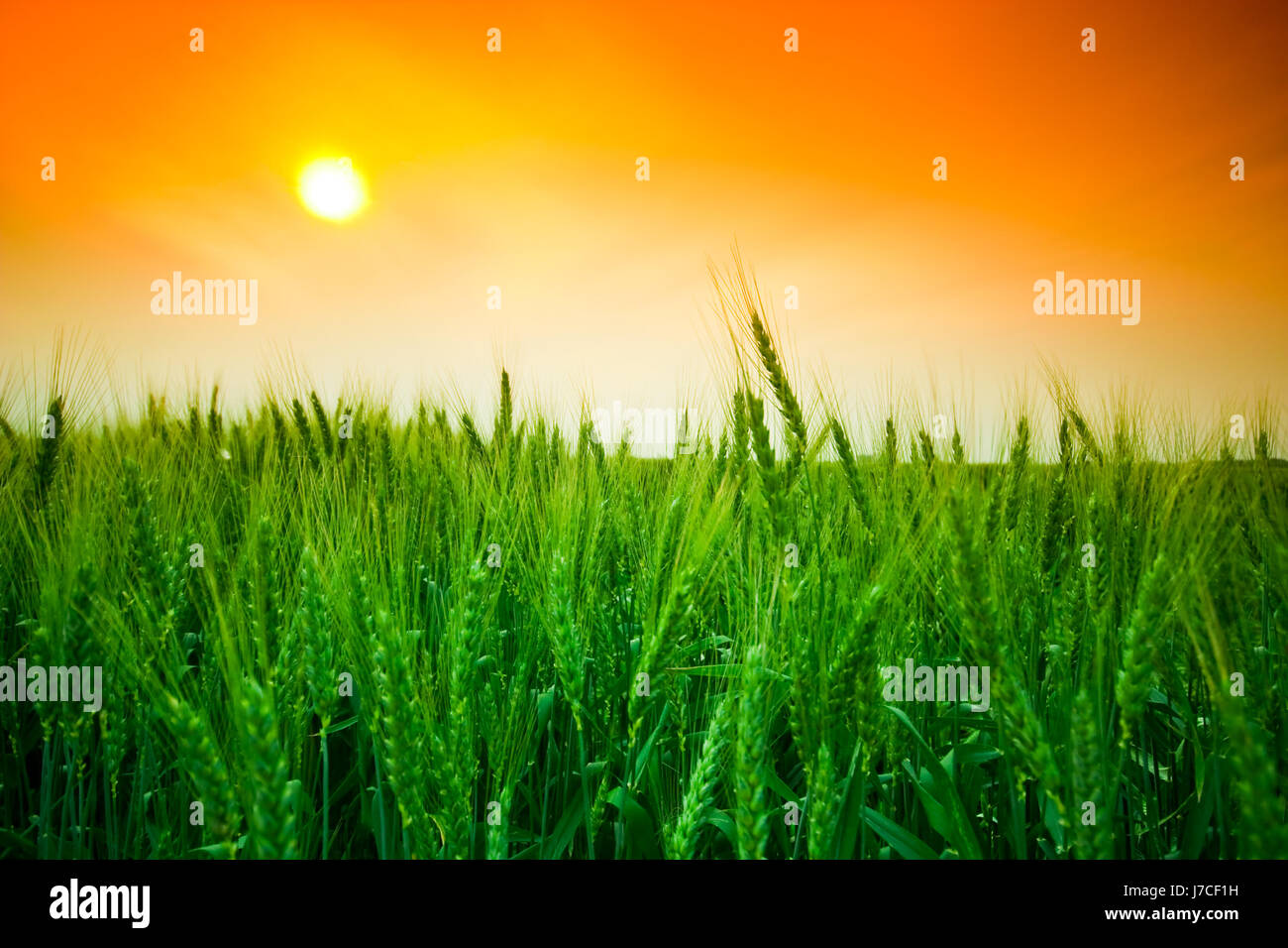 agriculture farming grain wheat cereal lawn green beautiful beauteously ...
