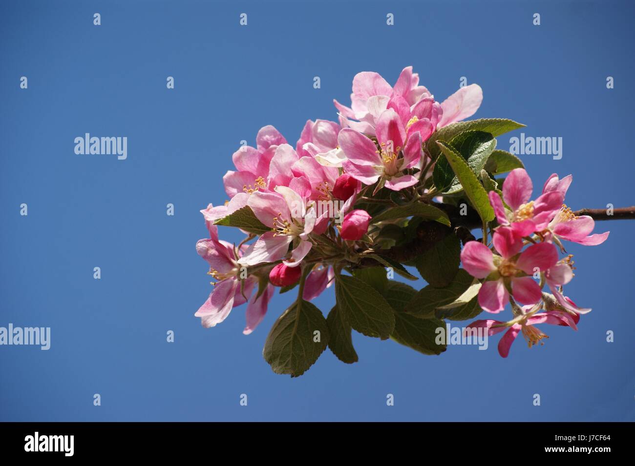 blossoms apple tree pome fruit apples apple branch apple blossom bleed ...