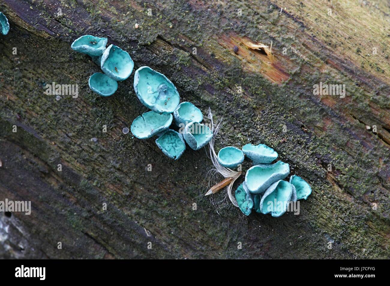 Green Elfcup, Chlorociboria aeruginascens Stock Photo - Alamy