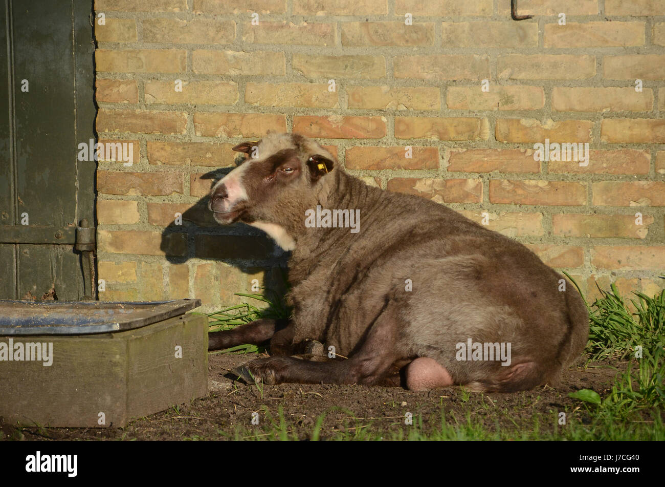 Ram buck enjoys the morning sun in front of a brick wall Stock Photo ...