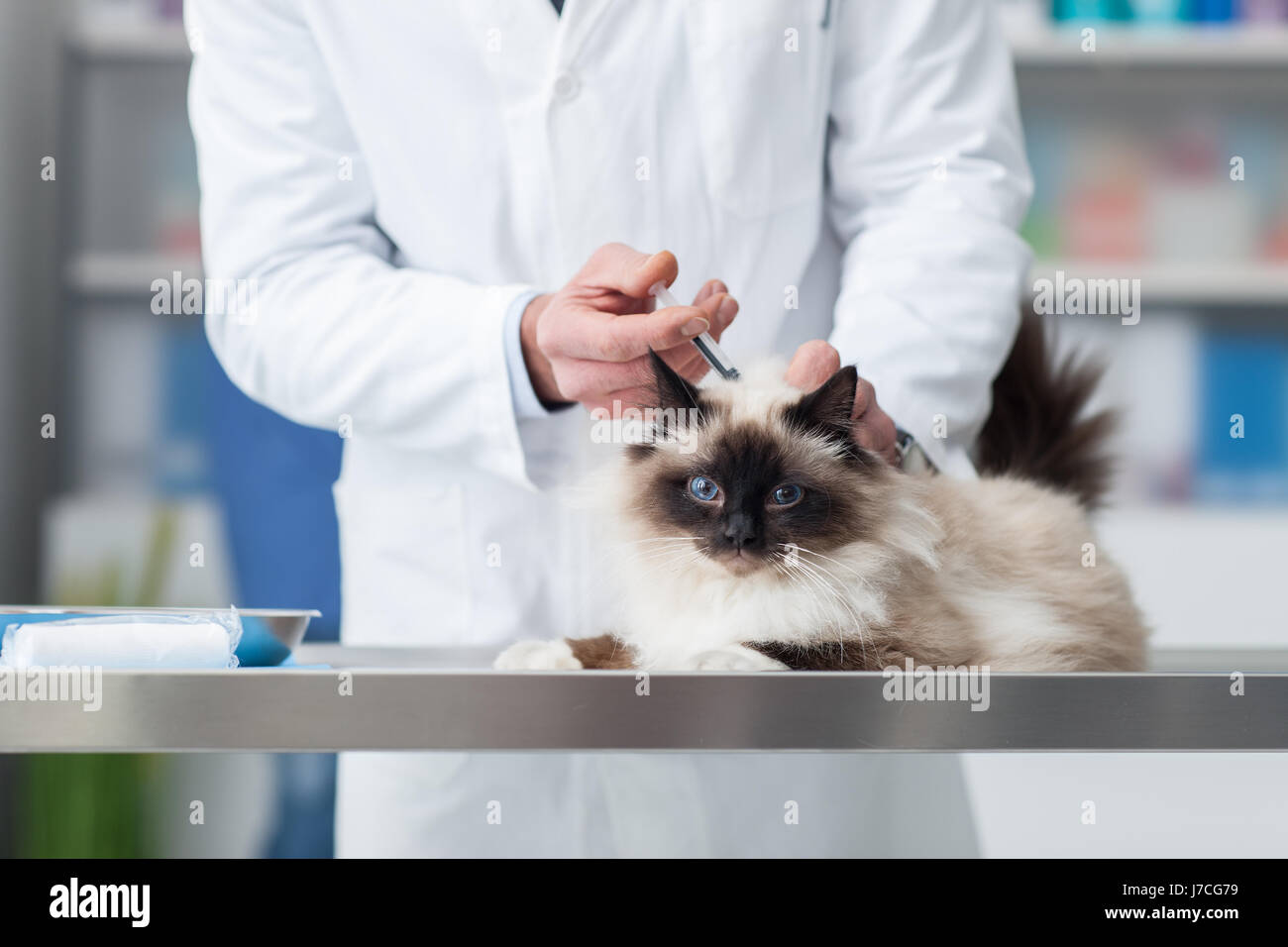 Veterinarian giving an injection to a cat on the surgical table, pet ...
