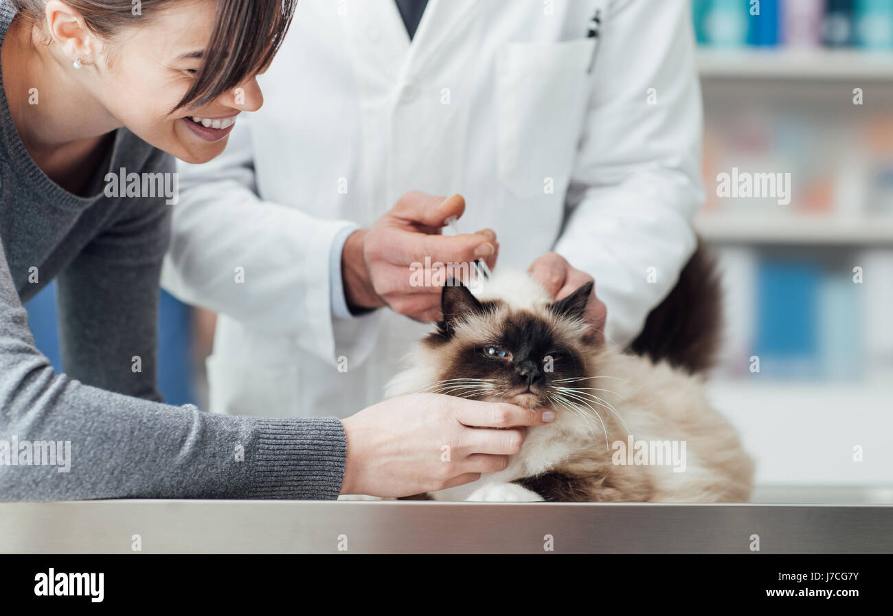Veterinarian giving an injection to a cat on the surgical table, pet ...