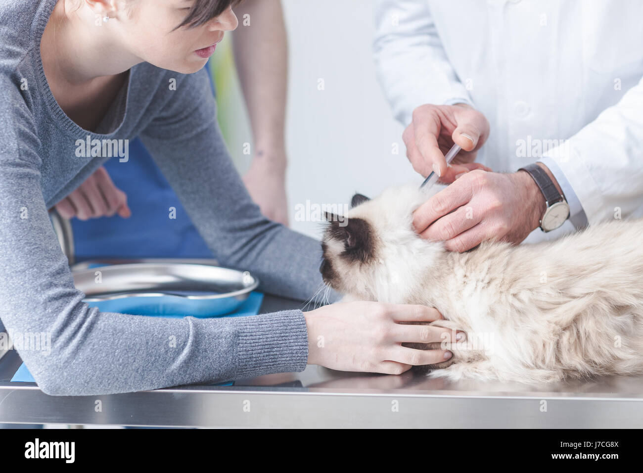 Veterinarian giving an injection to a cat on the surgical table, pet ...