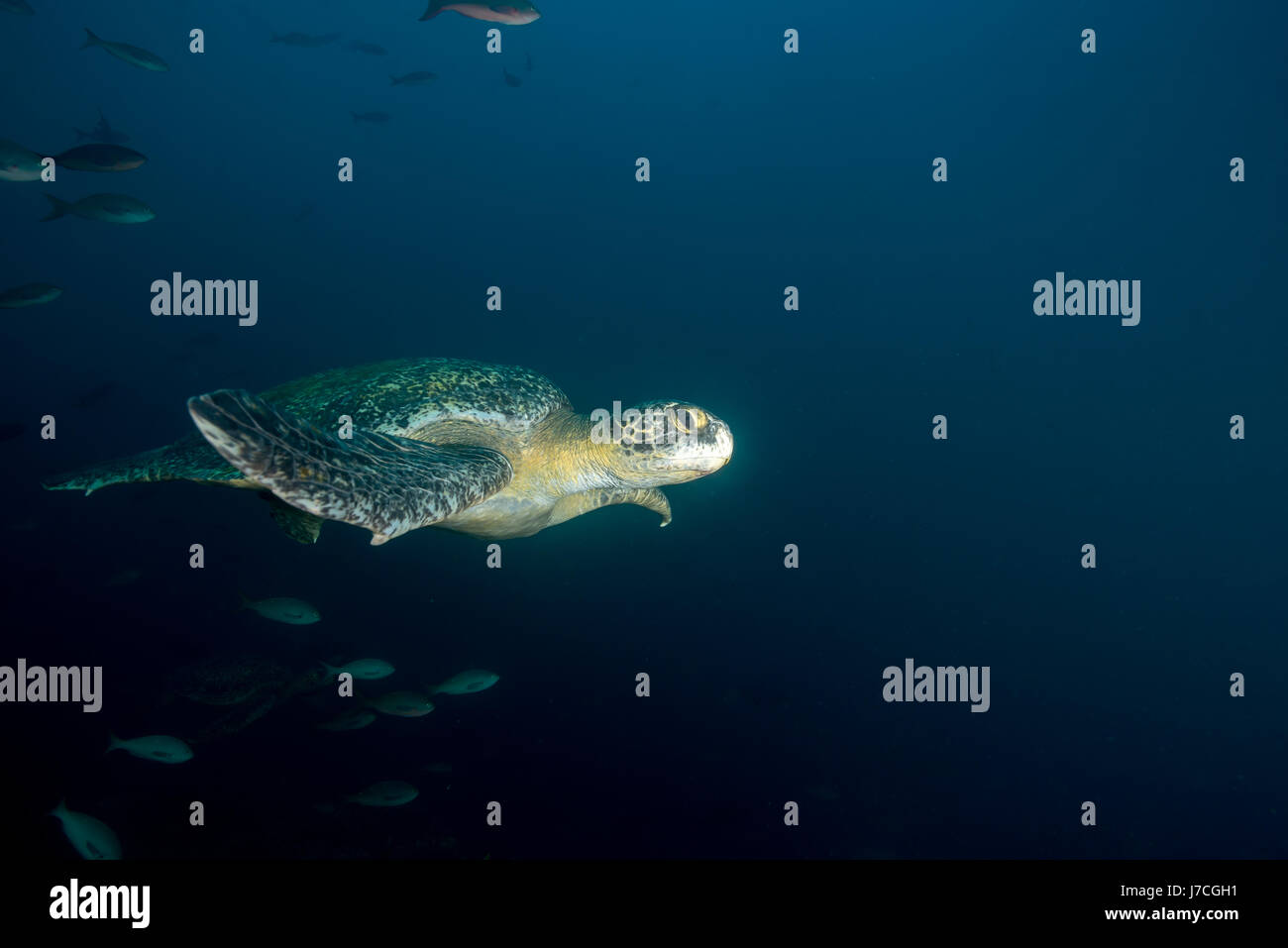 Turtle at night Stock Photo - Alamy