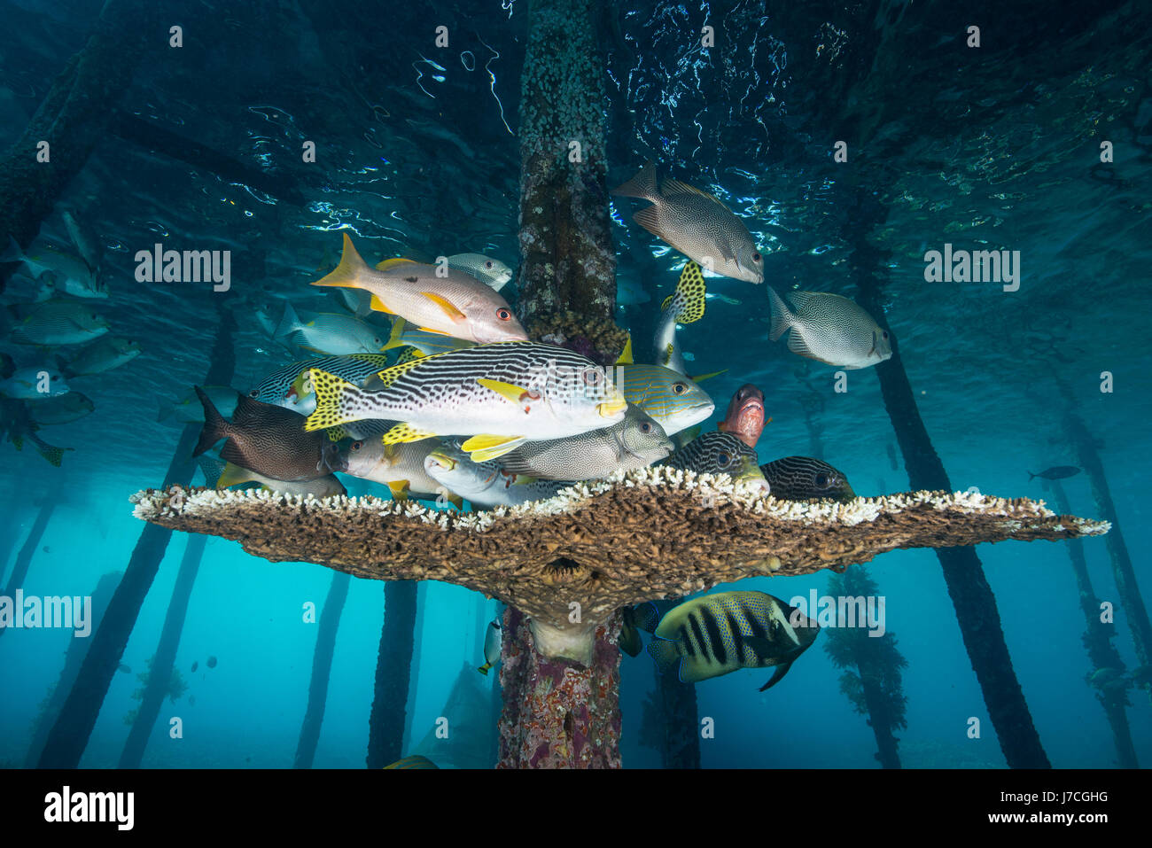 Underwater shelf hi-res stock photography and images - Alamy