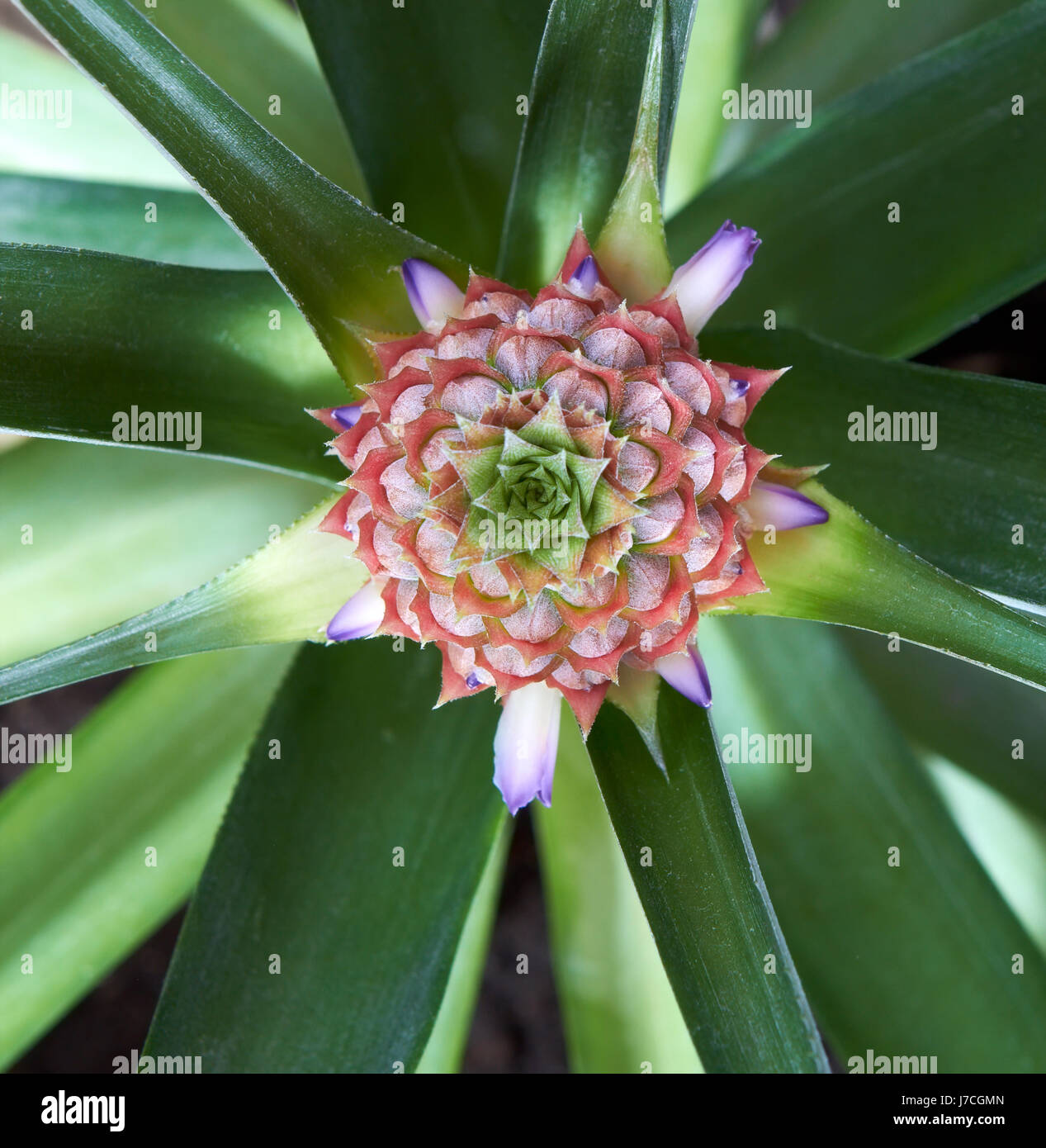 flower plant bloom blossom flourish flourishing agriculture farming ...