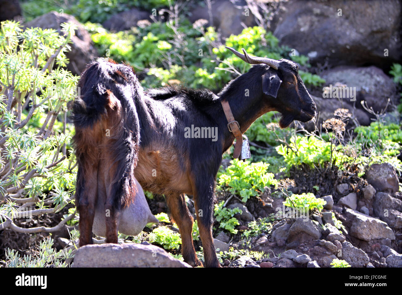 mountains mammal animals agriculture farming goat spain location shot ...
