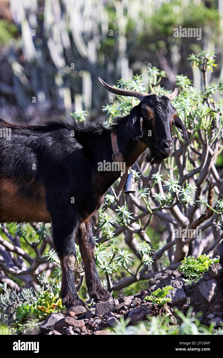 mountains mammal animals agriculture farming goat spain location shot ...