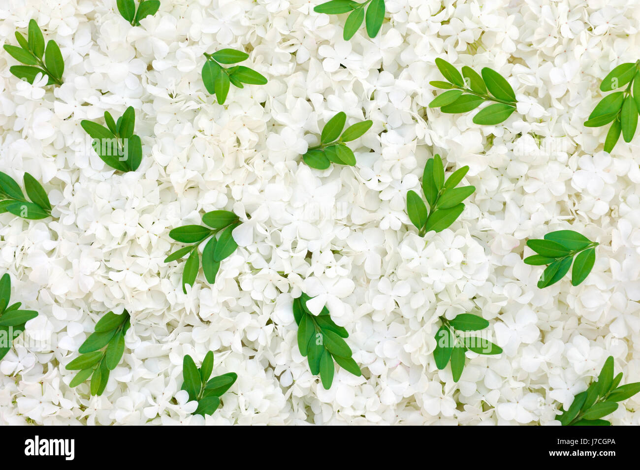 flower plant leaves flowers blossoms white myrtle foliage floral ...