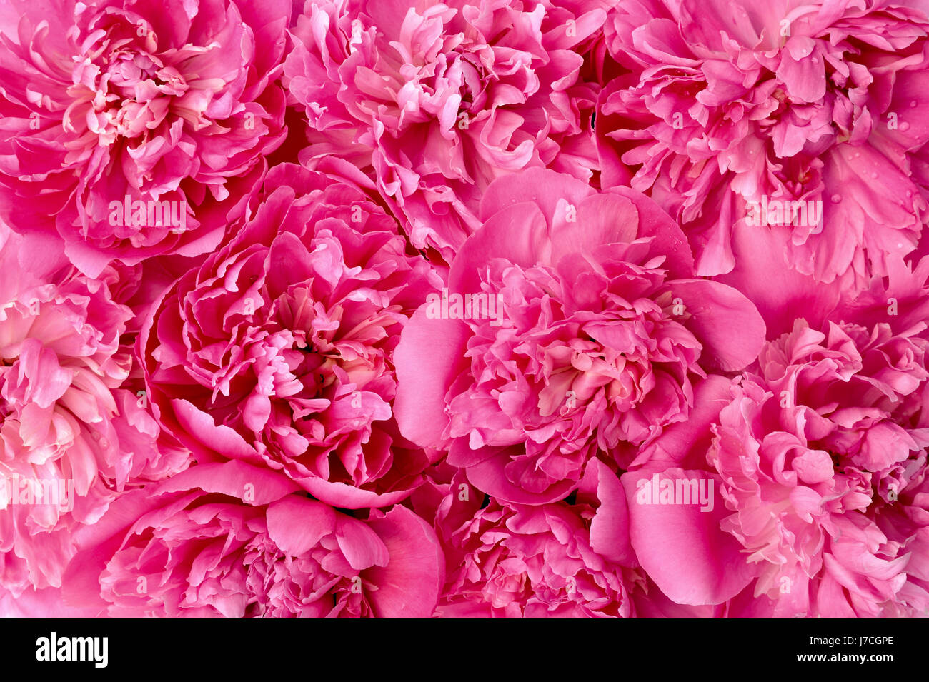 flower plant peony bloom blossom flourish flourishing flowers peonies ...