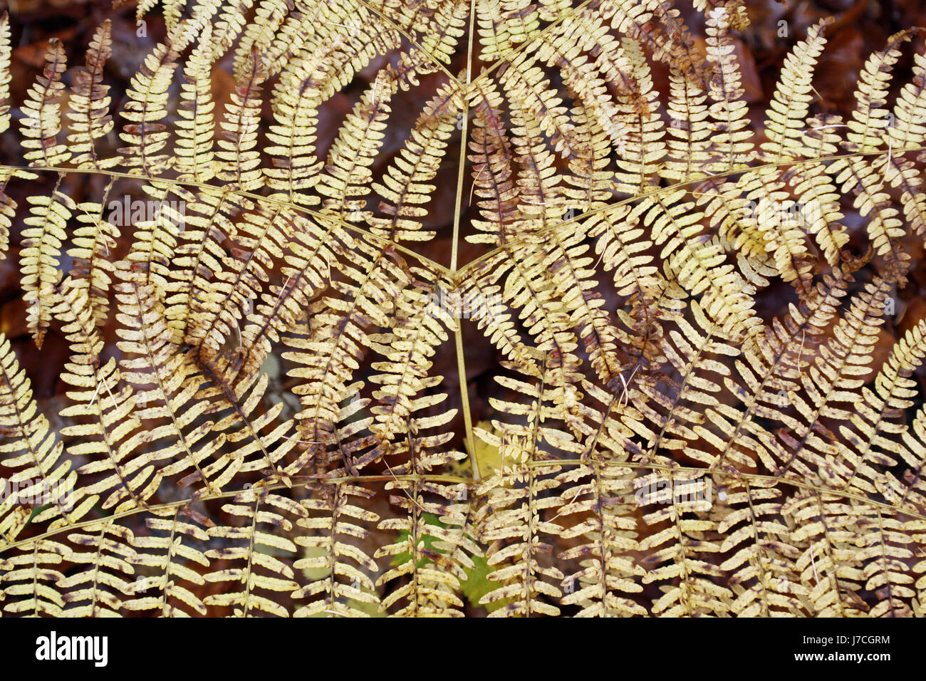 plant decayed fern vegetation yellow fall autumn plant flora botany ...