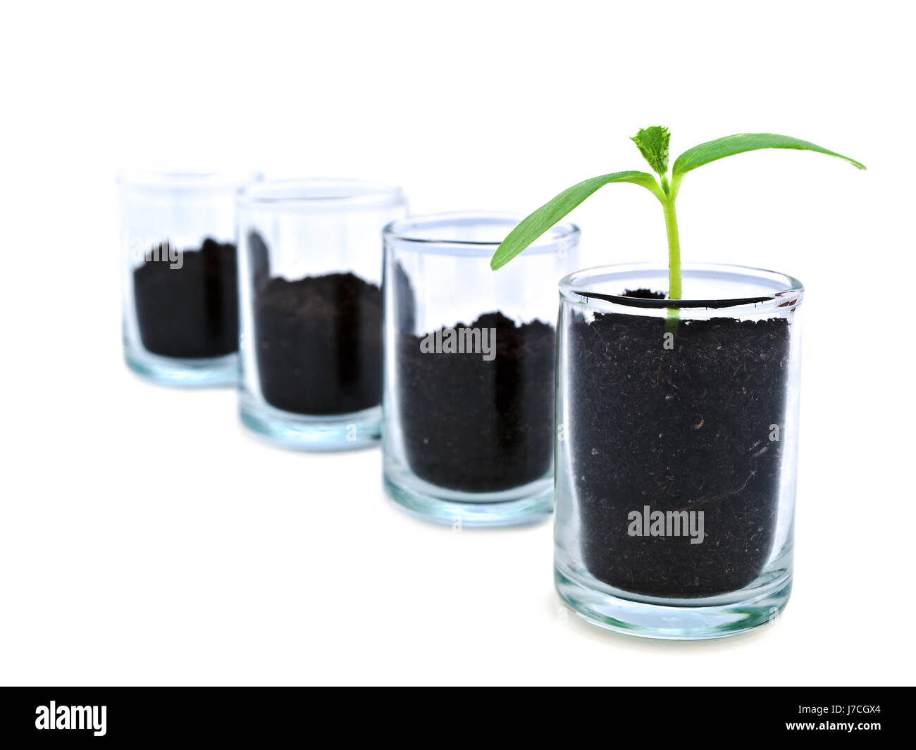 spring bouncing bounces hop skipping frisks jumping jump sprout plant ...