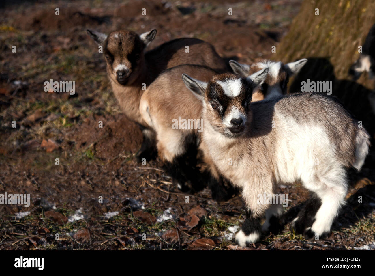 little goat Stock Photo - Alamy