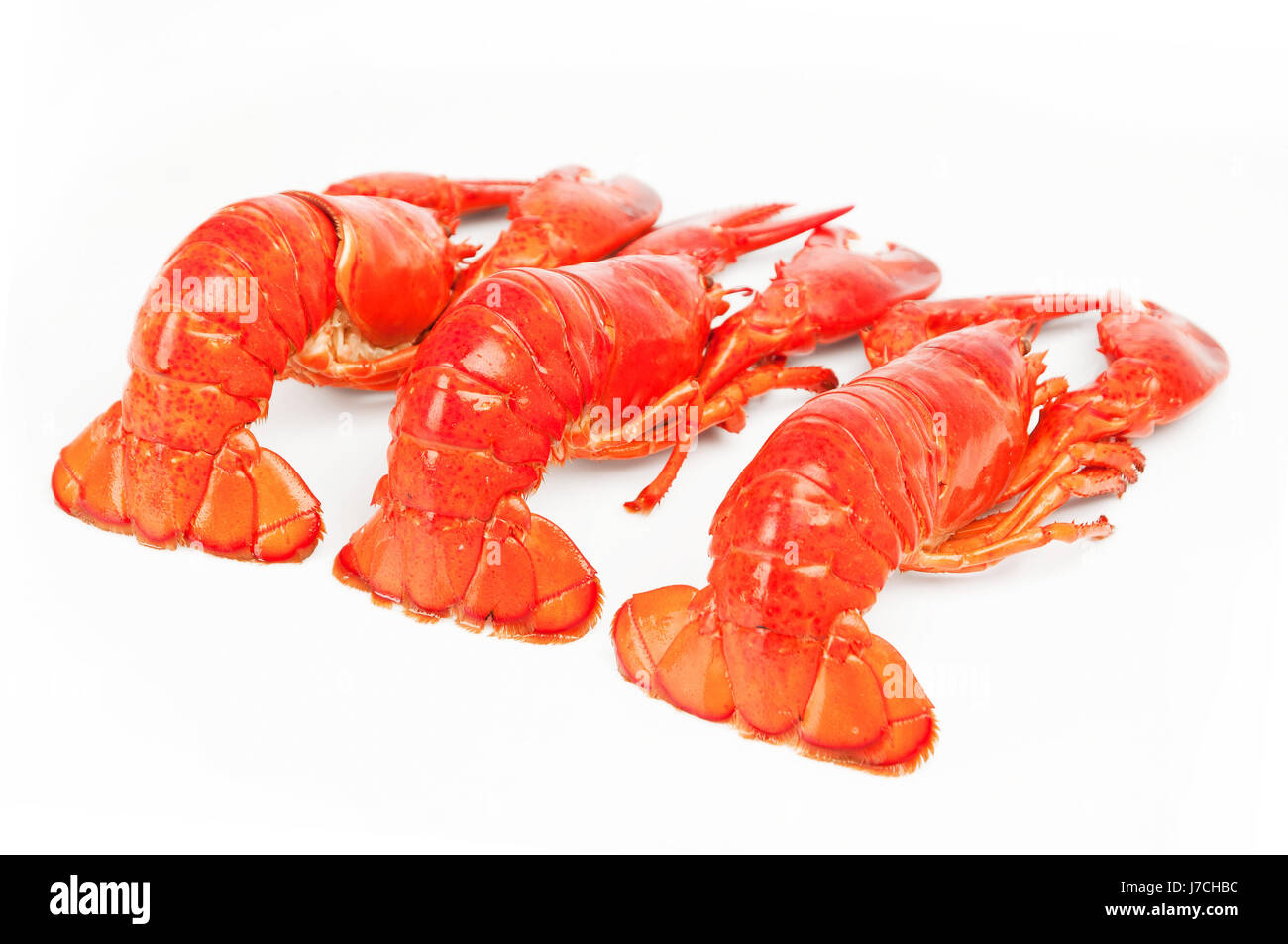 lobster cancer boiled seafood crustacean salt water sea ocean water ...