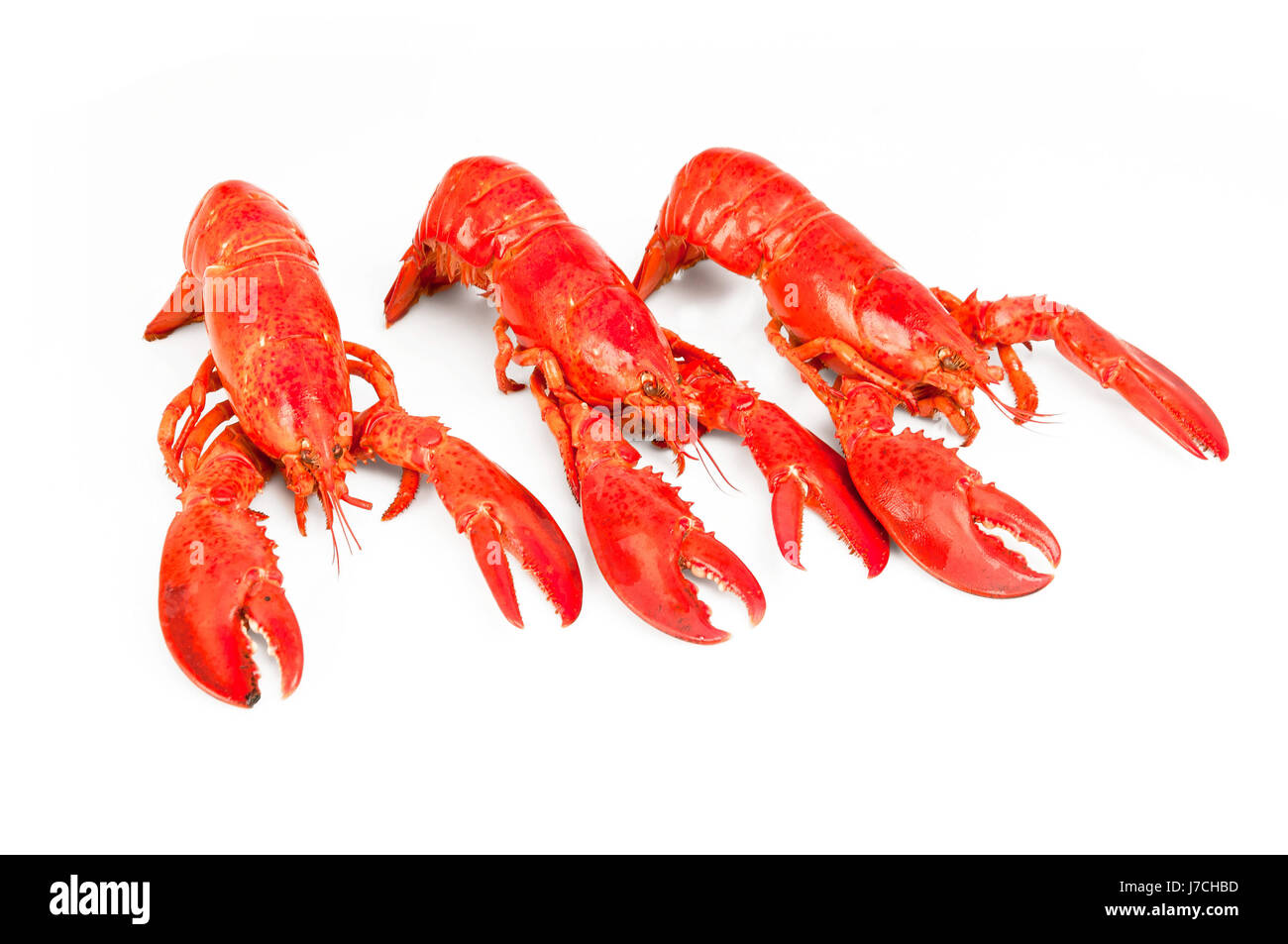 lobster cancer boiled seafood crustacean salt water sea ocean water ...