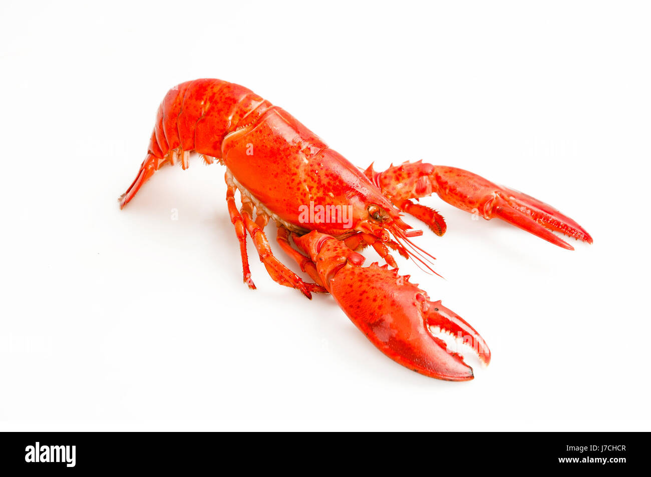 lobster cancer boiled seafood crustacean salt water sea ocean water ...
