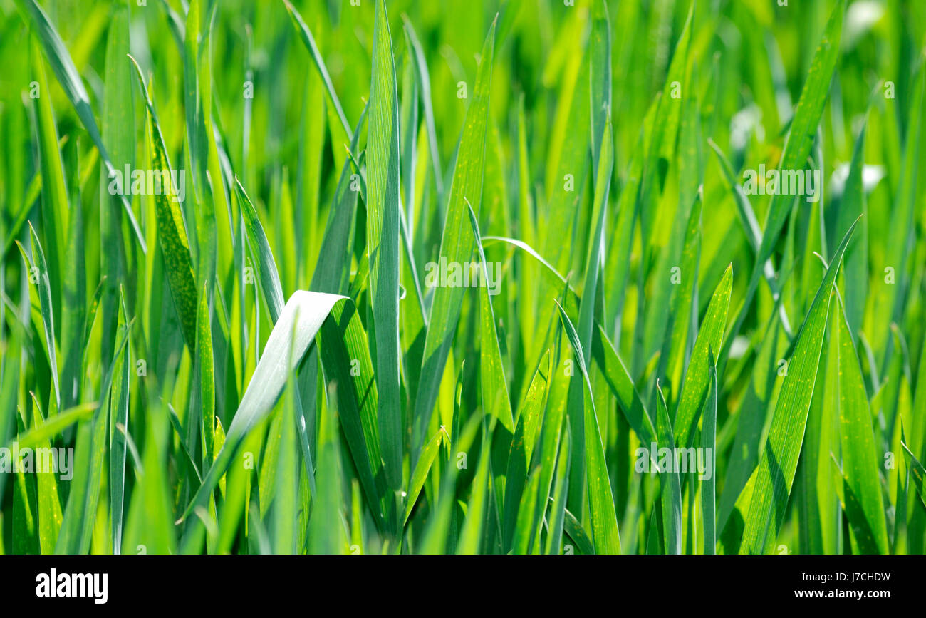 green field counter-light sunshine blade blades meadow grass lawn nature Stock Photo - Alamy