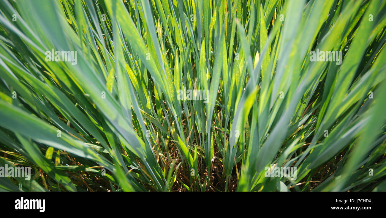 green field counter-light sunshine blade blades meadow grass lawn nature Stock Photo - Alamy