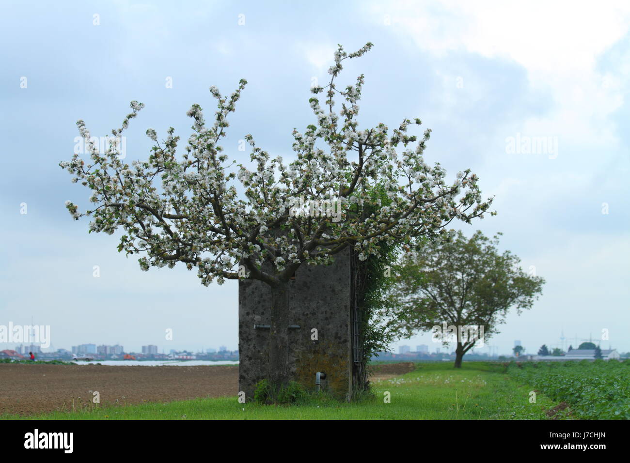 obstbaum obst obstblte blten bltenpracht pflanze baum obstbaum obst ...