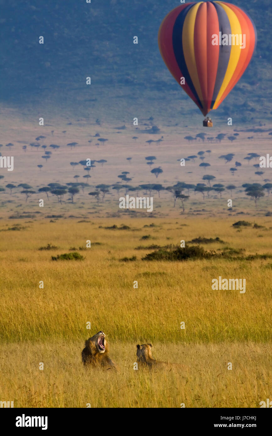 game tournament play playing plays played wild tourism africa animals ...