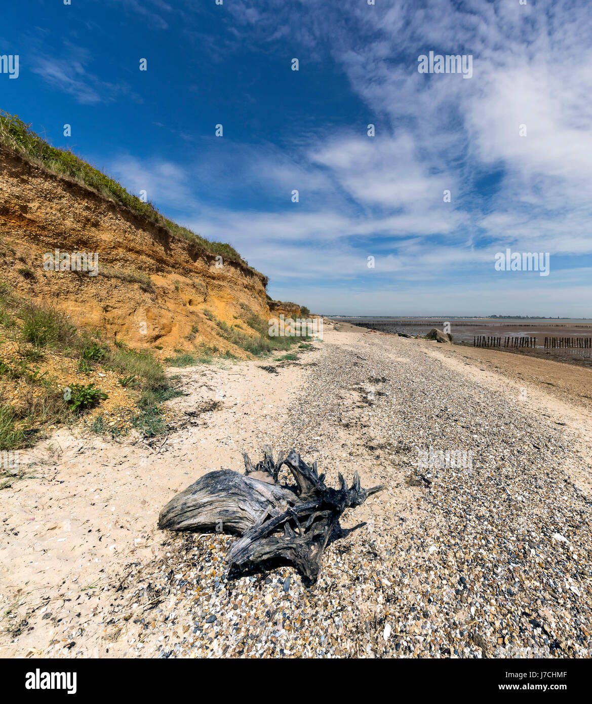 Cudmore grove country park hi-res stock photography and images - Alamy