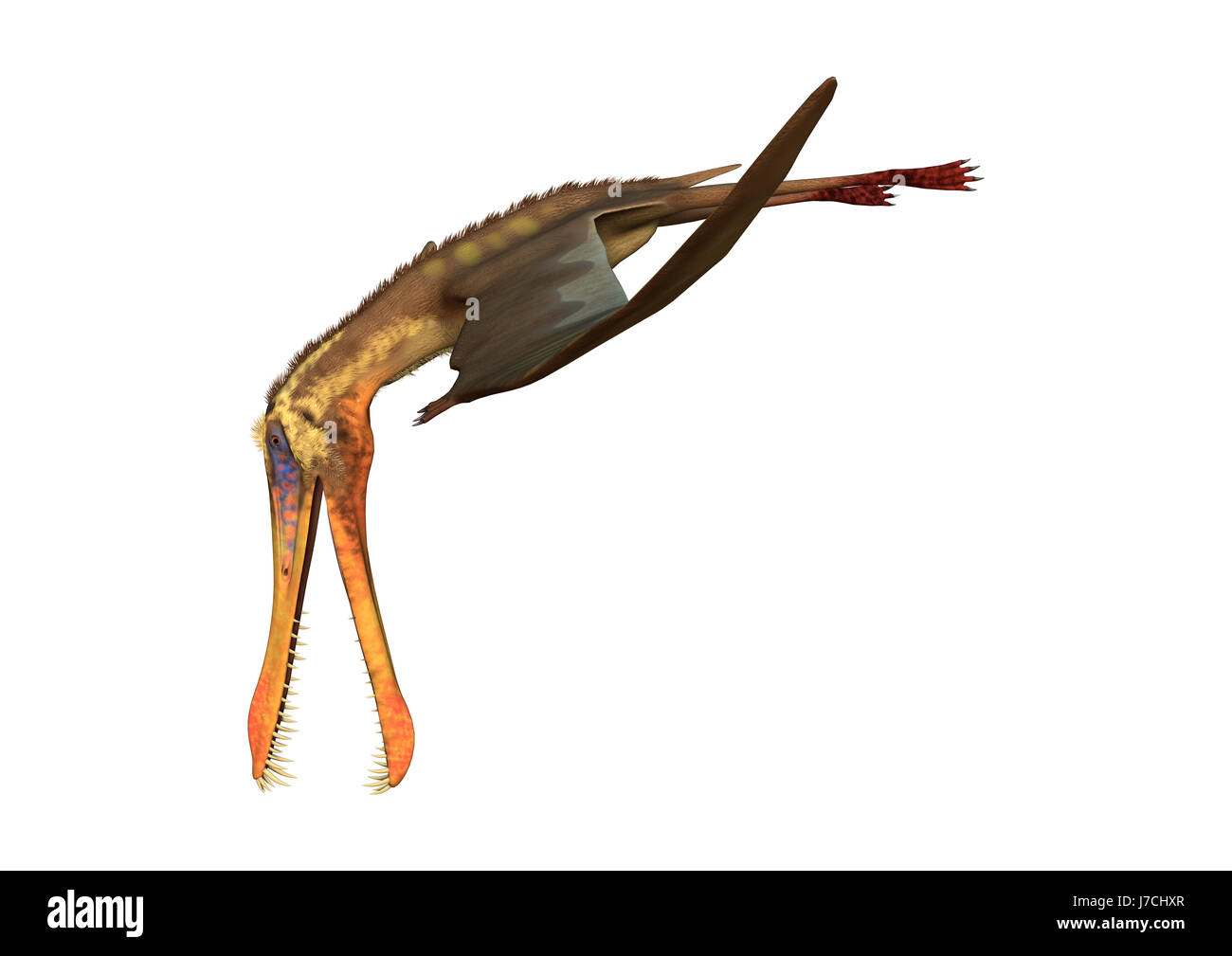 3D rendering of a pterodactyl Anhanguera isolated on white background ...
