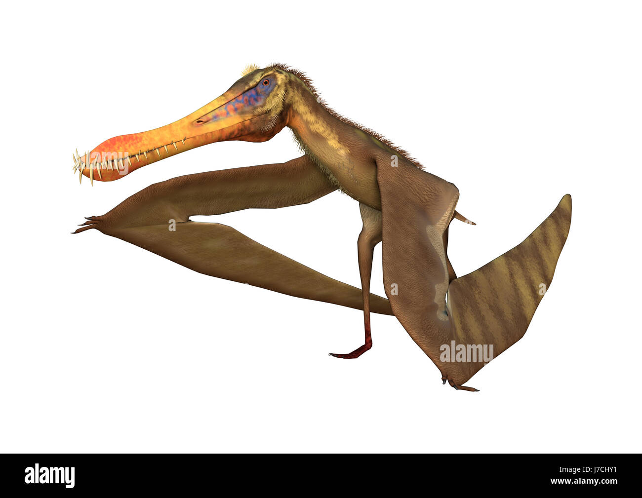 3D rendering of a pterodactyl Anhanguera isolated on white background ...